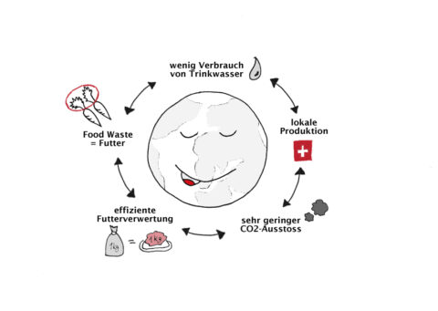 Fakten - Swiss Insects